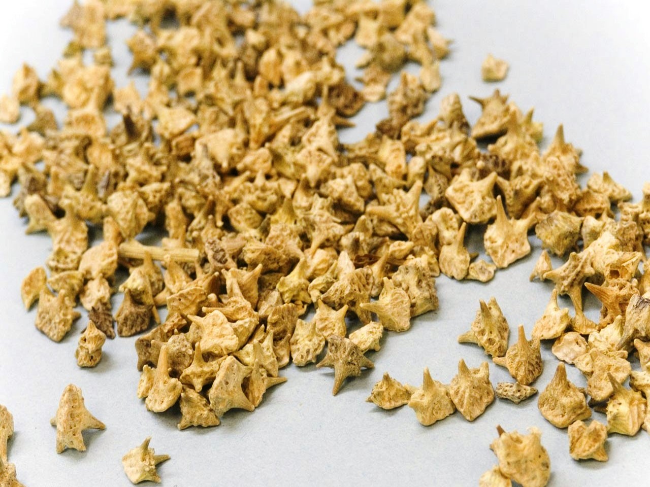 Tribuli Fructus Yao Dao